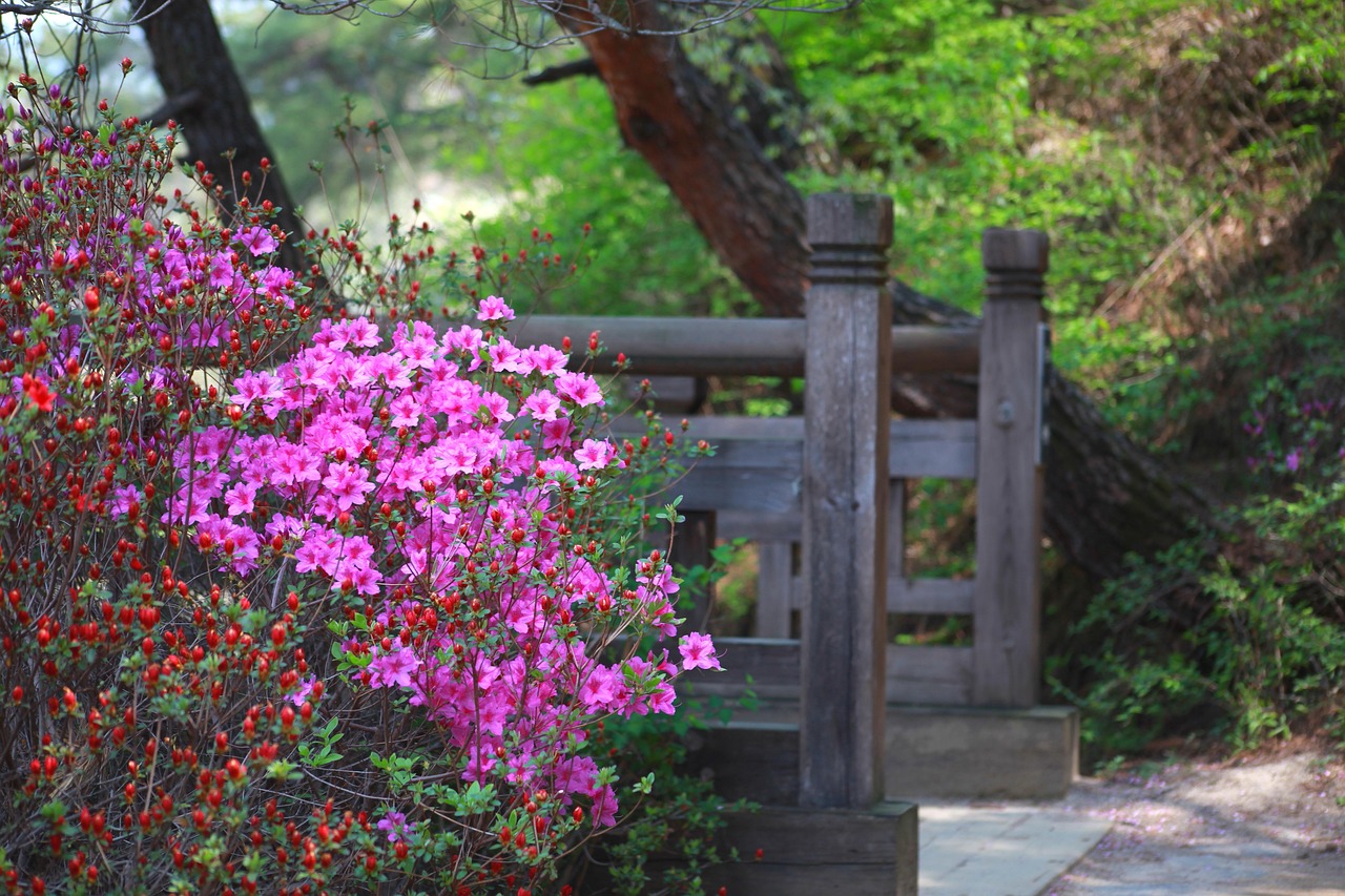 1,000+ Free Azaleas & Nature Images - Pixabay