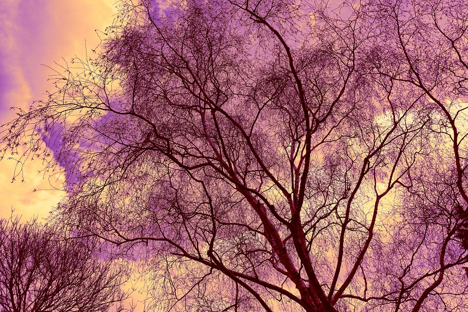 Tree Top Crown - Free photo on Pixabay
