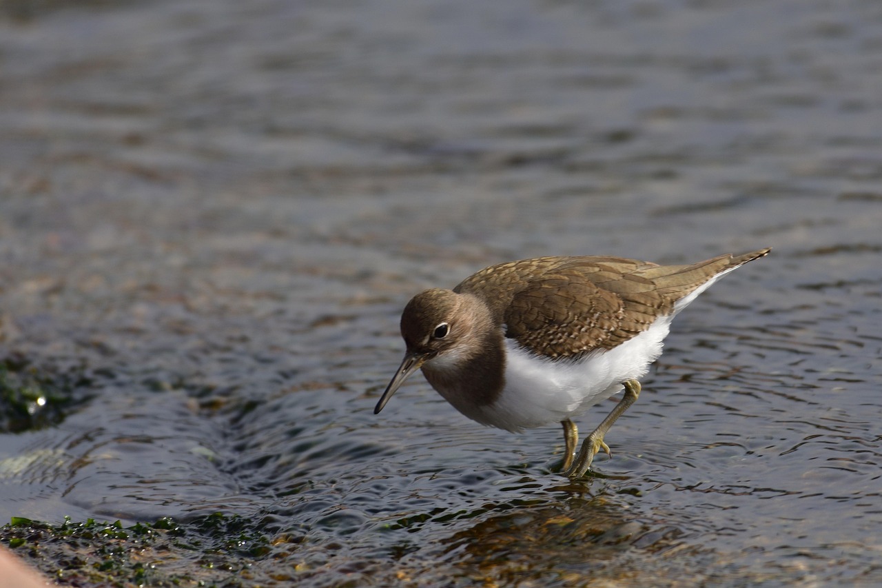 300+ Free Sandpiper & Nature Images - Pixabay