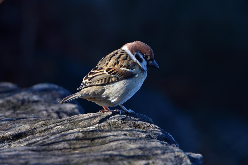 Natural Bird Wild Animals - Free photo on Pixabay - Pixabay