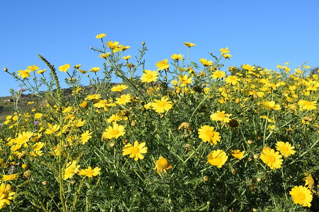 Nature Flower Summer Free Photo On Pixabay Pixabay