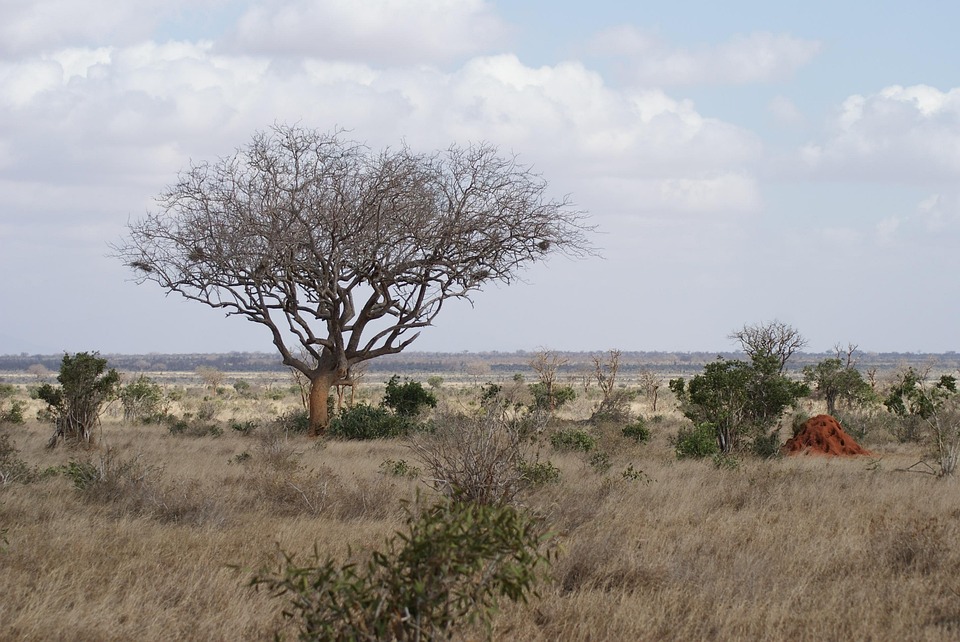 La Nature Arbre Paysage - Photo gratuite sur Pixabay - Pixabay