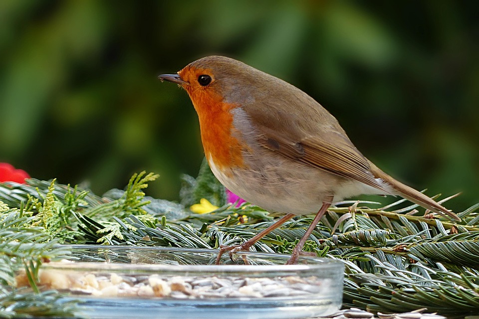 La Nature Animal Oiseau - Photo gratuite sur Pixabay