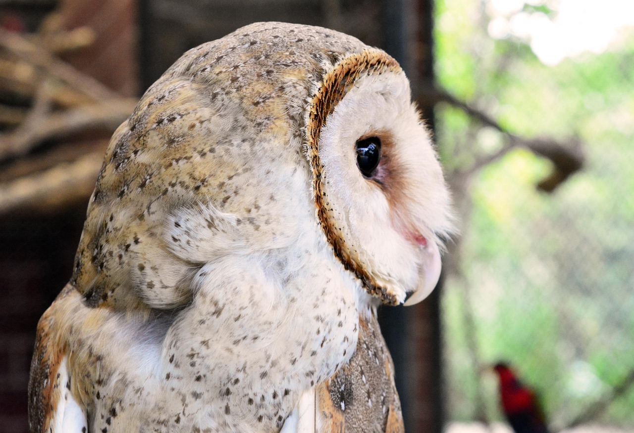 Animal Nature Wildlife - Free photo on Pixabay