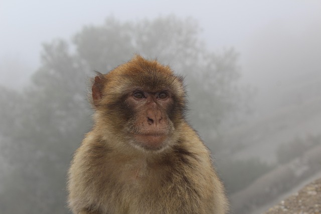 Portrait Monkey Nature - Free photo on Pixabay
