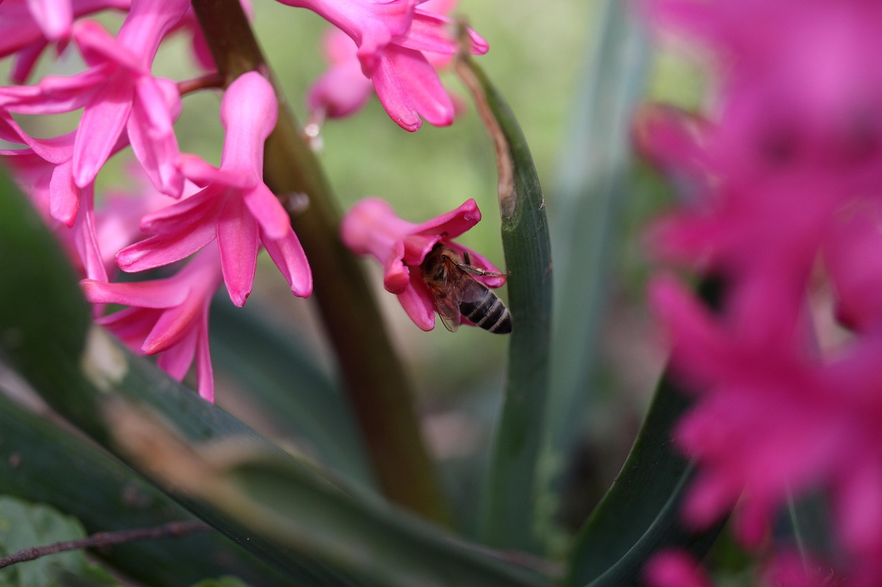 Hyacint Bij Bestuiving - Gratis foto op Pixabay - Pixabay