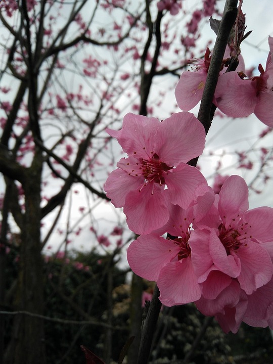Flower Branch Tree - Free photo on Pixabay - Pixabay