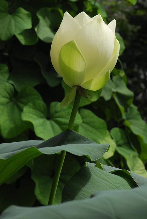 Plant Leaf Flower - Free photo on Pixabay - Pixabay
