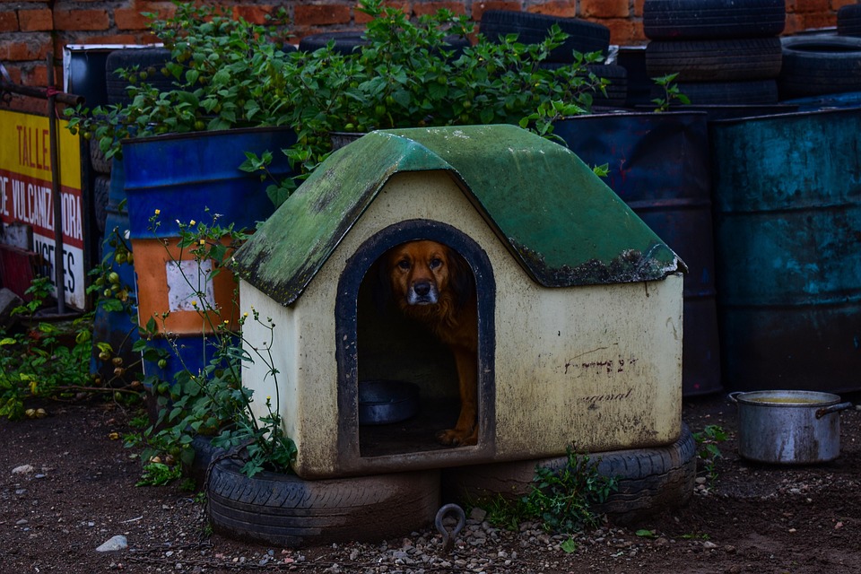House Of Dog Pets - Free photo on Pixabay - Pixabay