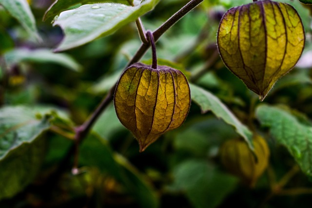 Hoja Naturaleza Fruto - Foto gratis en Pixabay - Pixabay