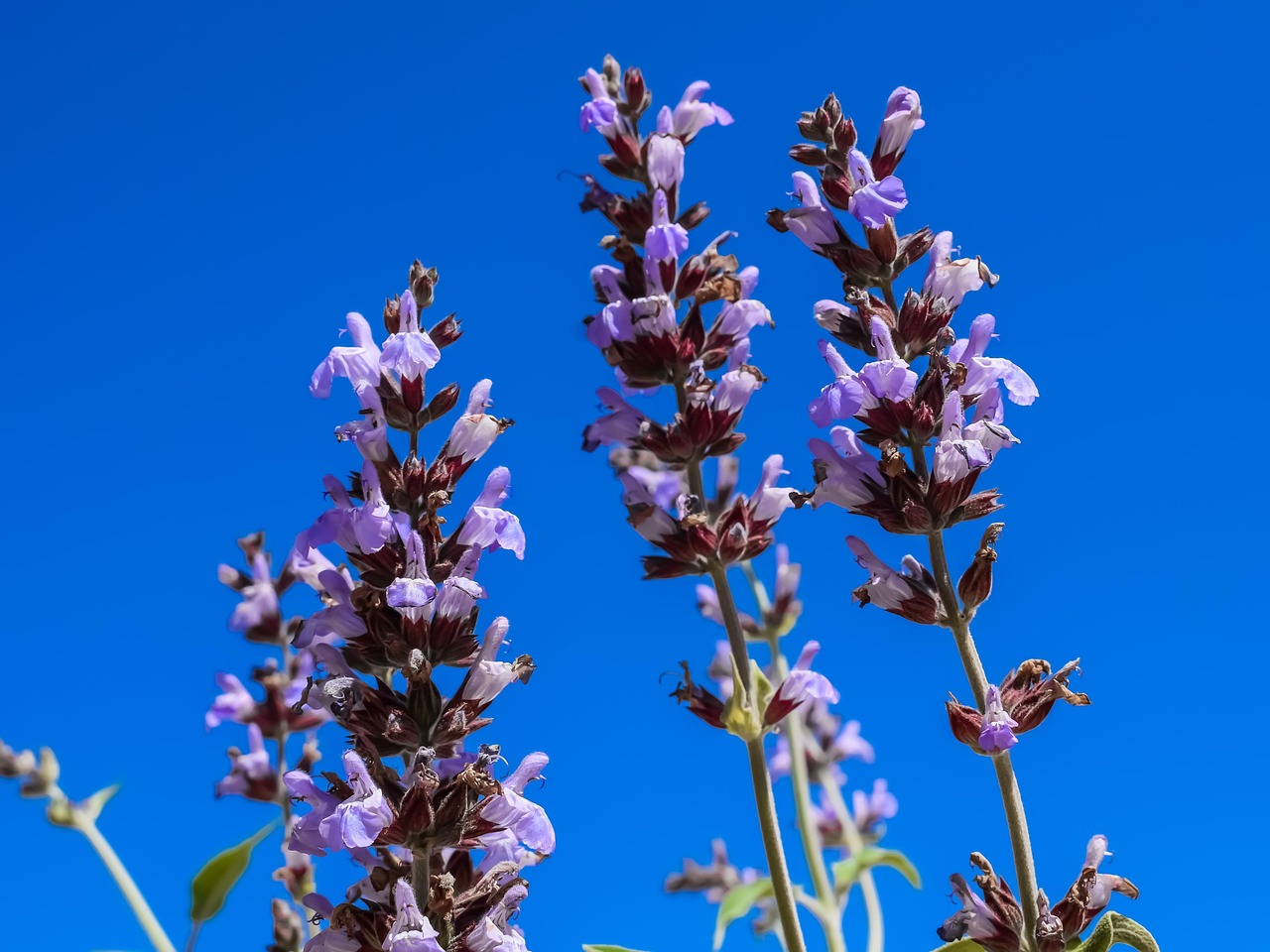 Lavender Lavandula Flower - Free photo on Pixabay