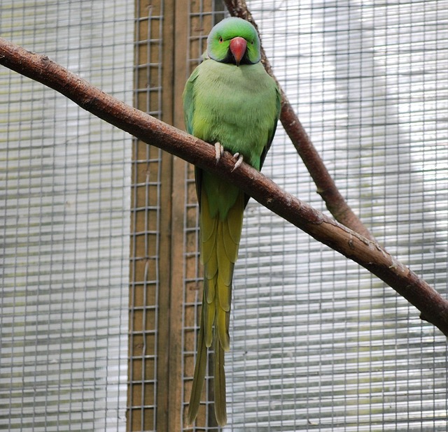 Oiseau Perroquet Perruche - Photo gratuite sur Pixabay - Pixabay