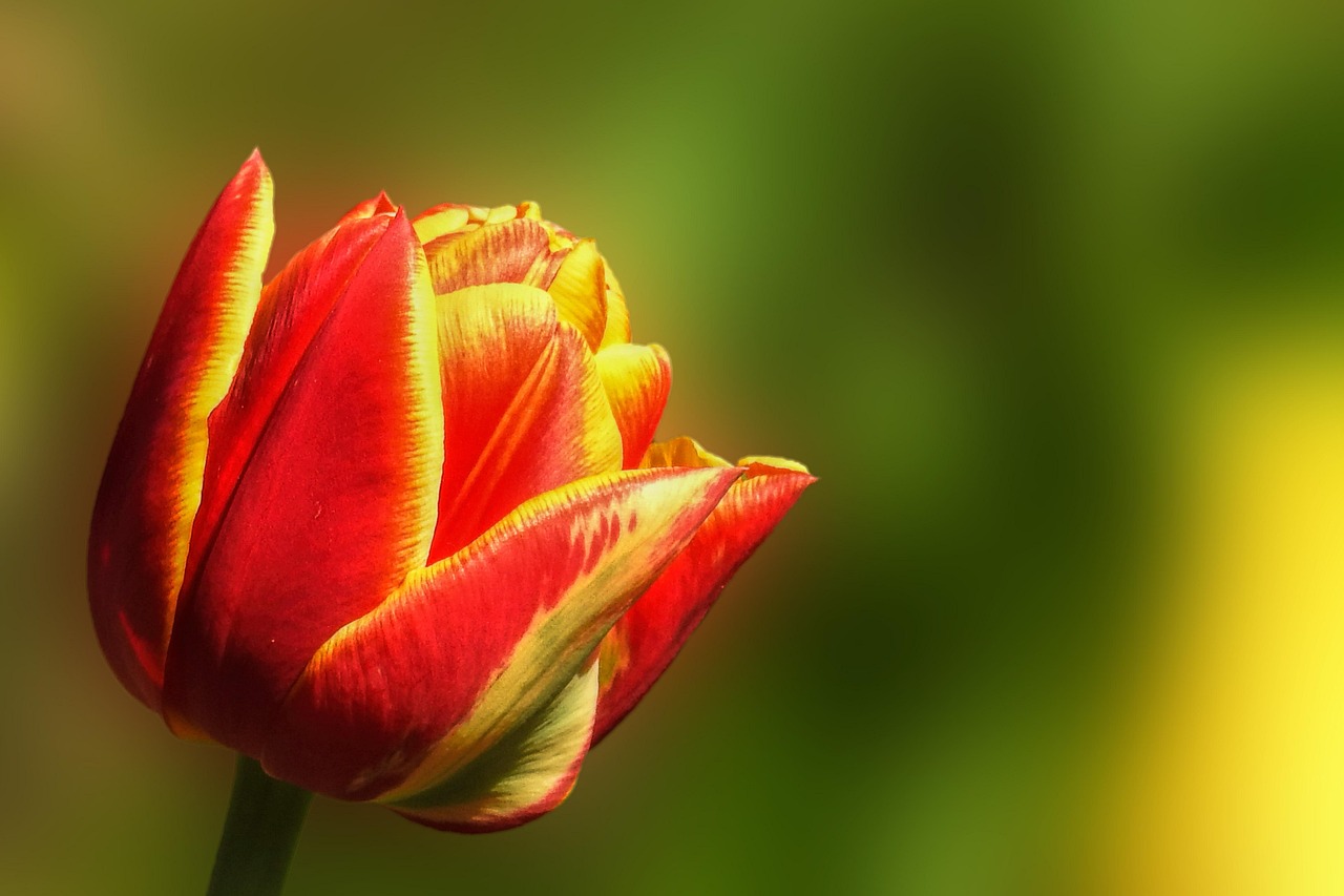 Tulipe La Nature Fleur - Photo gratuite sur Pixabay - Pixabay