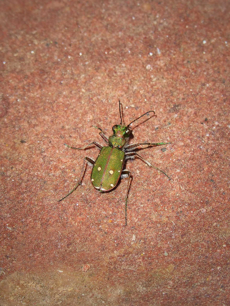 Cicidella Insect Shimmering - Free photo on Pixabay - Pixabay