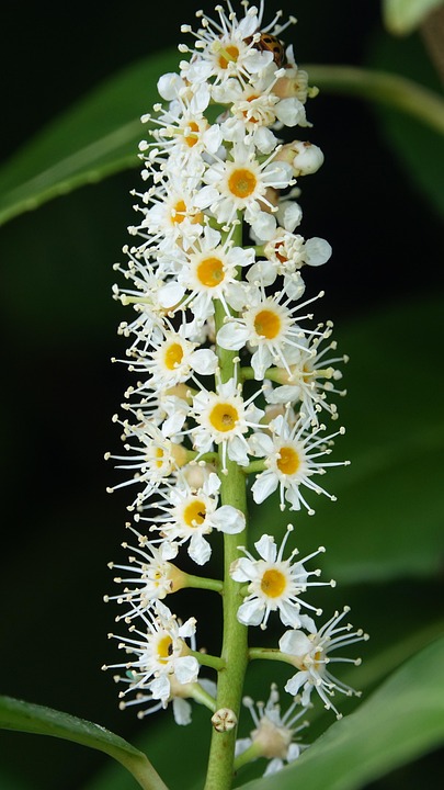 Nature Fleur Laurier Haie - Photo gratuite sur Pixabay - Pixabay