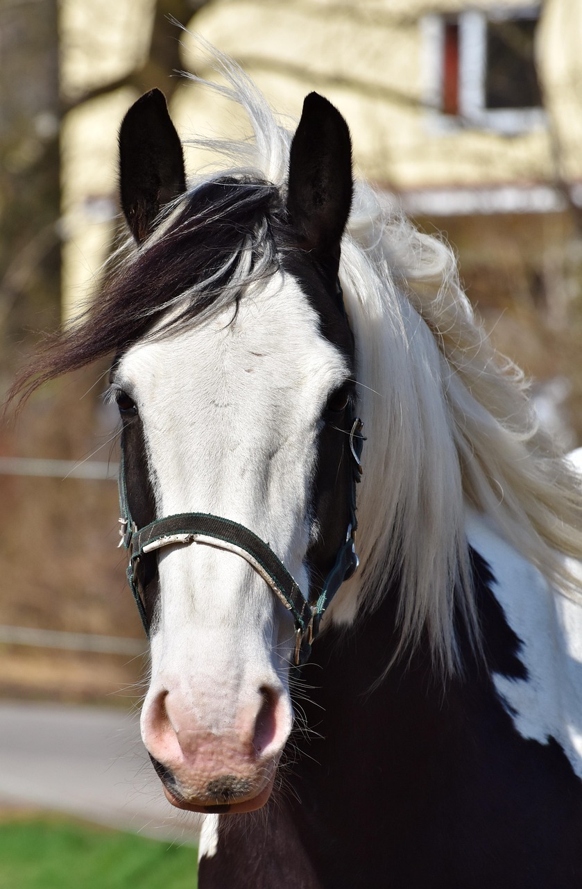 Horse Head Mould - Free photo on Pixabay