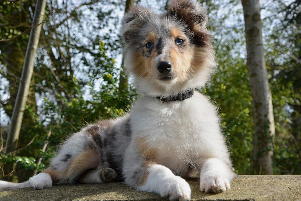 Dog Young Puppy Bitch - Free photo on Pixabay - Pixabay