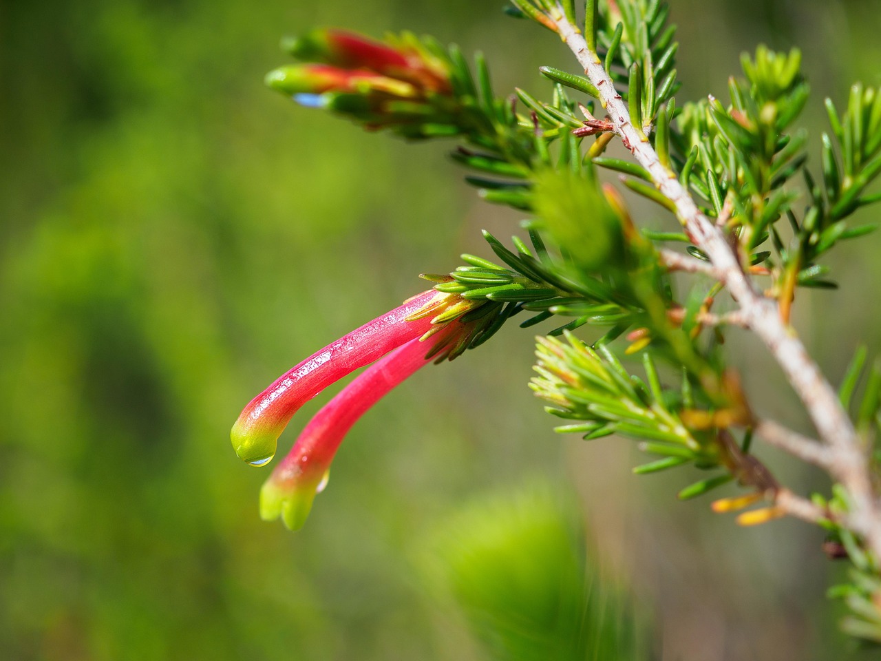 Blumen Natur Rot - Kostenloses Foto auf Pixabay - Pixabay