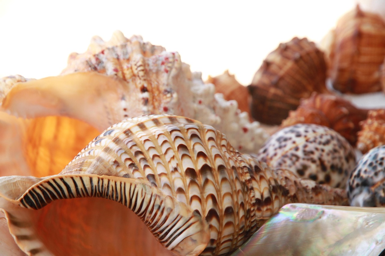 Nature Food Shell - Free photo on Pixabay - Pixabay
