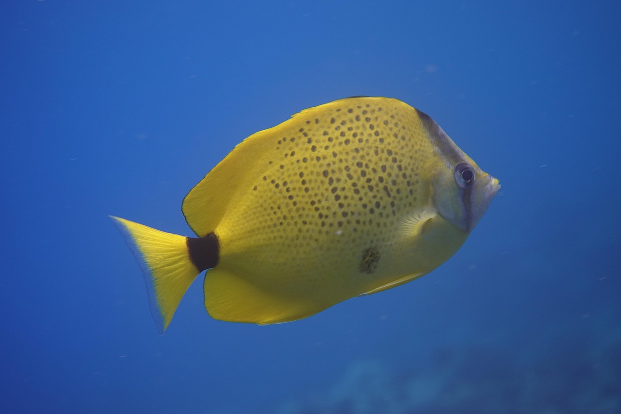Peixe Embaixo Da Agua Oceano - Foto gratuita no Pixabay - Pixabay