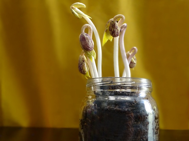 Semente Amarelo Germinar - Foto gratuita no Pixabay - Pixabay