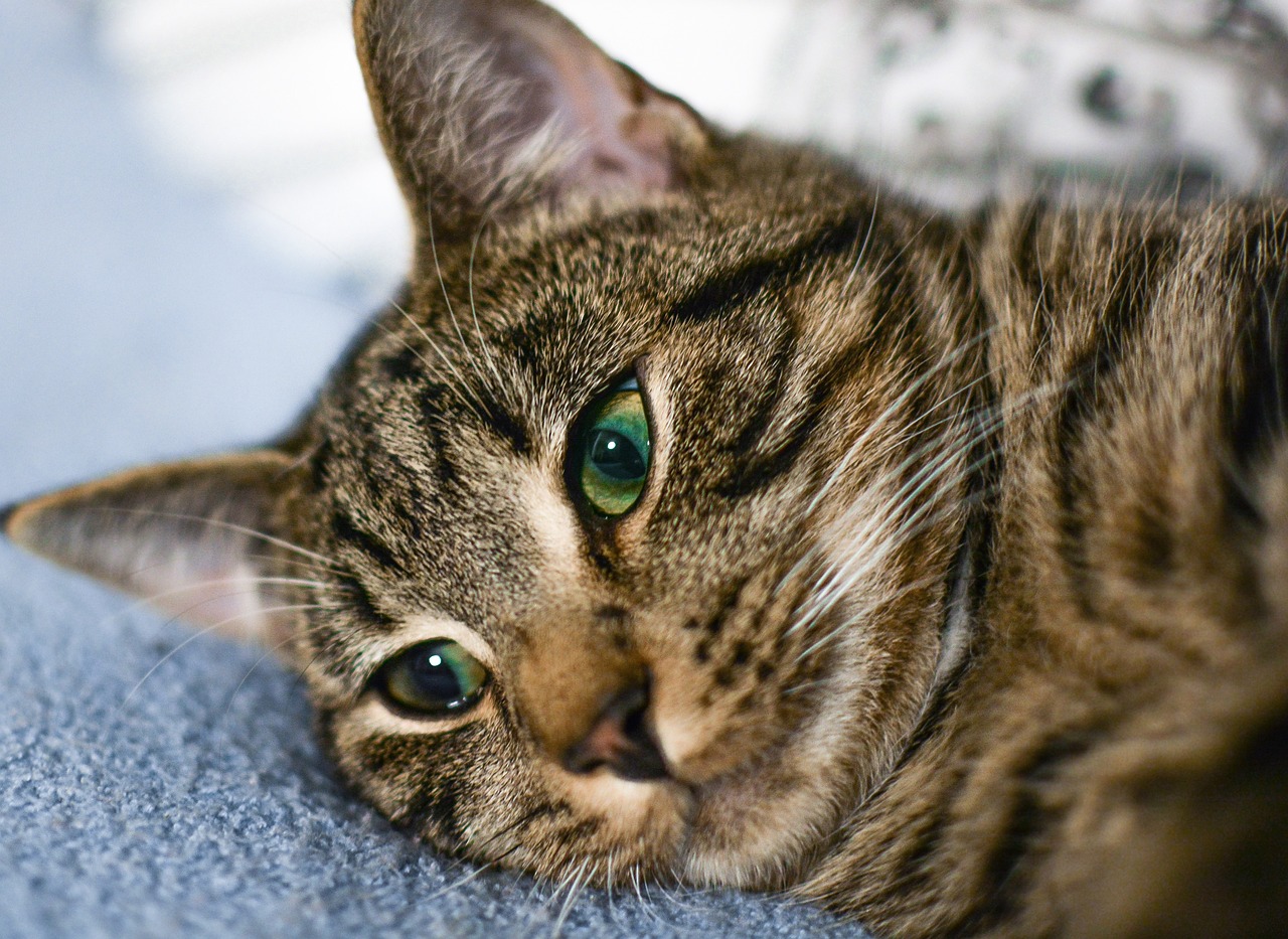 Animal Gato Linda - Foto gratis en Pixabay - Pixabay
