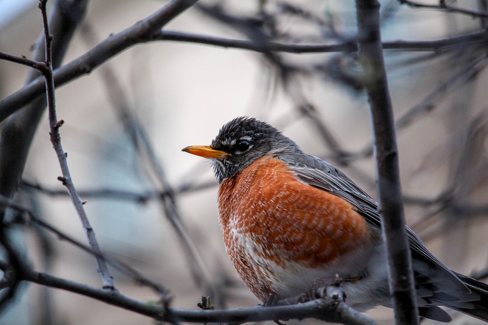 Nature Bird Outdoors - Free photo on Pixabay