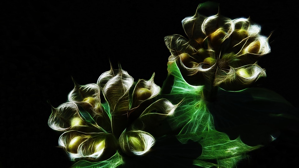 Fractalius Inverno Sementes - Imagens grátis no Pixabay - Pixabay