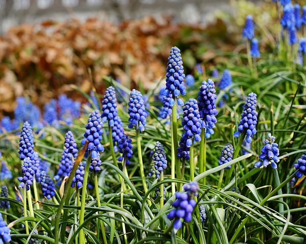 500+ Free Blue Bells & Blue Photos - Pixabay