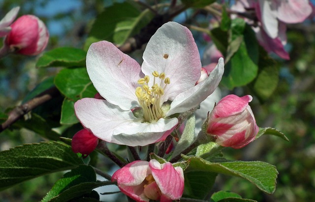 Bunga Apple Musim Semi - Foto gratis di Pixabay - Pixabay