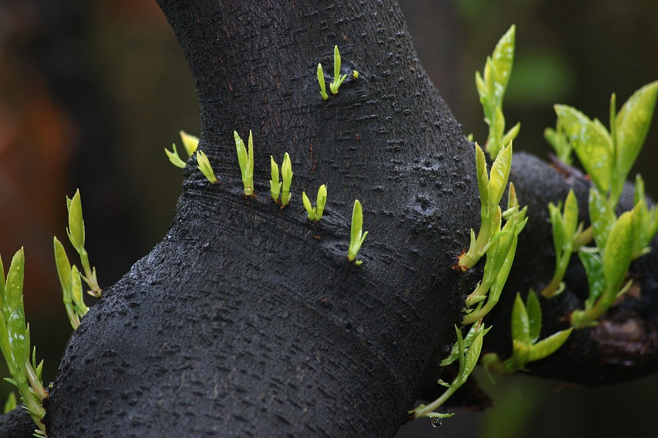 Shoots Nature Leaf - Free photo on Pixabay