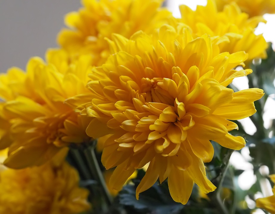 Bunga Alam Flora Daun - Foto gratis di Pixabay - Pixabay