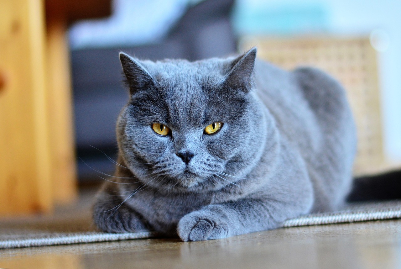 Carthusian Cat Animal Domestic - Free photo on Pixabay