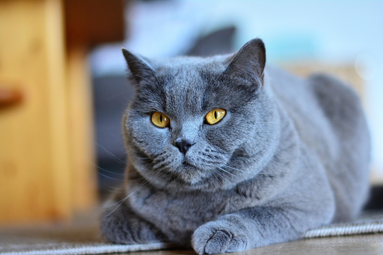 Carthusian Cat Animal Domestic - Free photo on Pixabay - Pixabay