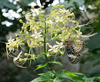 30+ Free Mayflower & Blossoms Photos - Pixabay