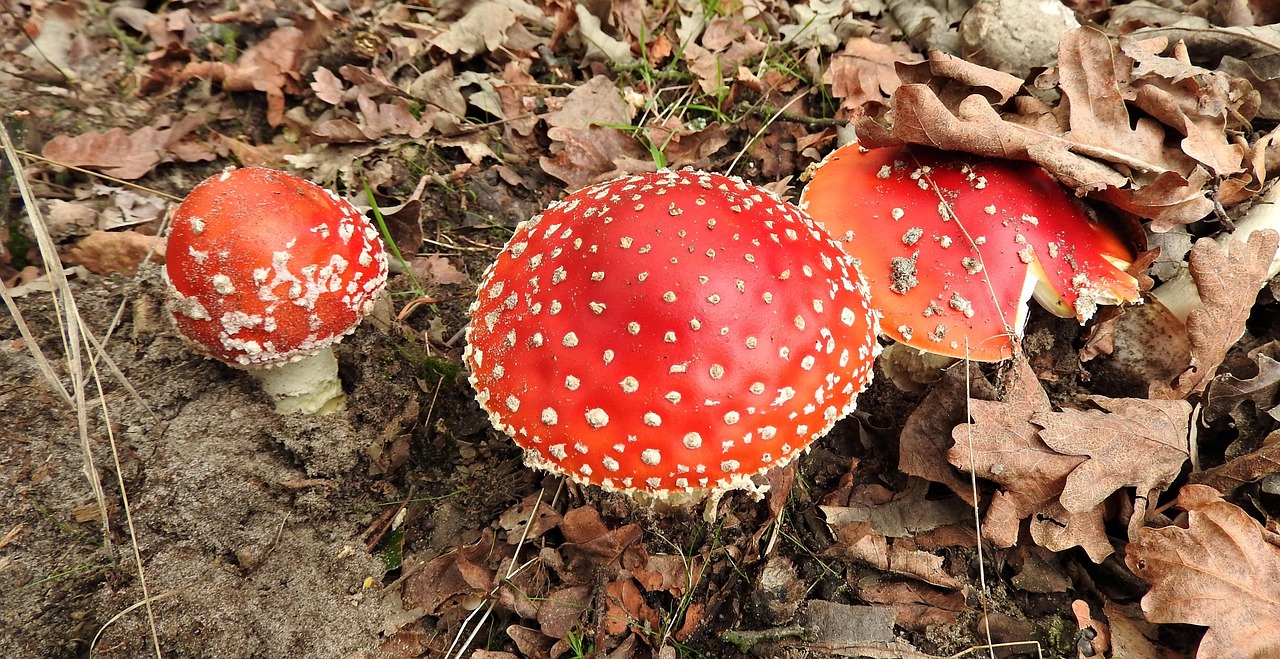Fungi Toxic Mushroom Fly Agaric - Free photo on Pixabay - Pixabay