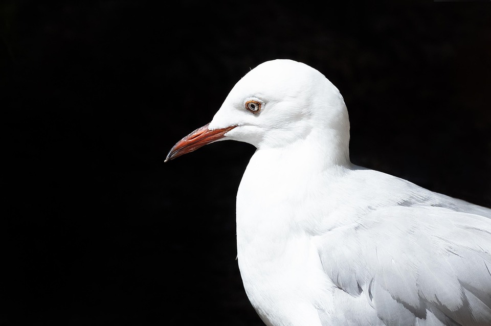 Hartlaub'S Gull Bird Avian - Free photo on Pixabay