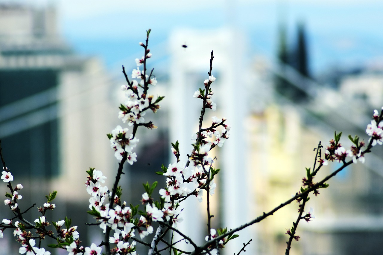 Flor Madera Cereza - Foto gratis en Pixabay - Pixabay