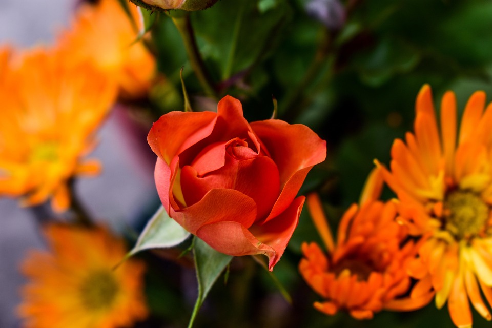 Flower Plant Nature - Free photo on Pixabay