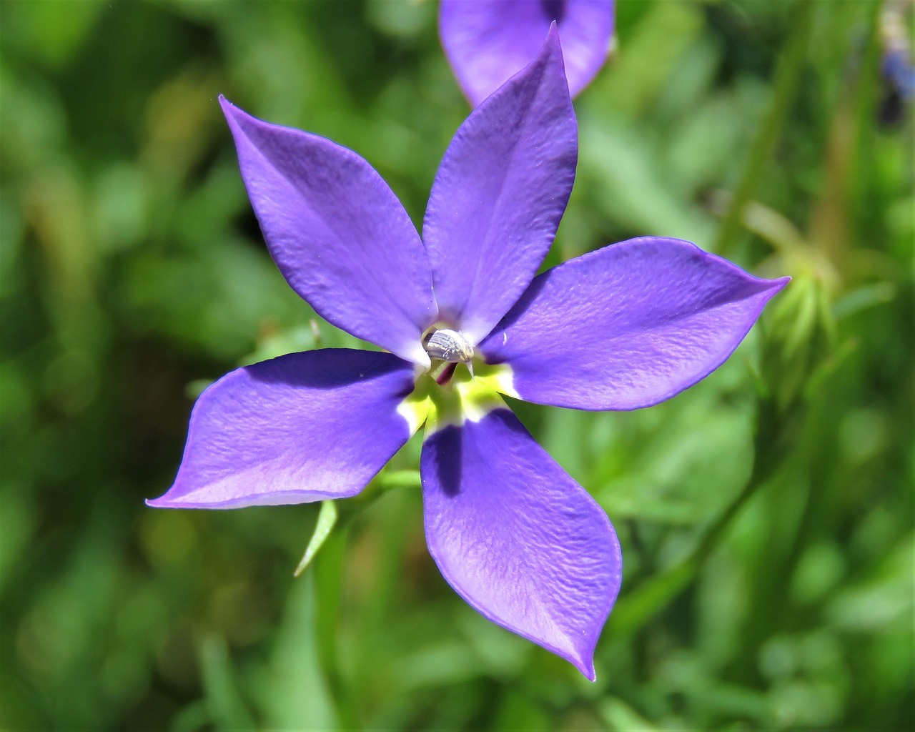 Flor Naturaleza Flora El - Foto gratis en Pixabay - Pixabay