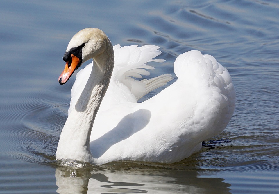Swan Bird Wildlife - Free photo on Pixabay - Pixabay