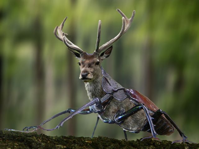 200+ Free Photoshop Animals & Photoshop Images - Pixabay