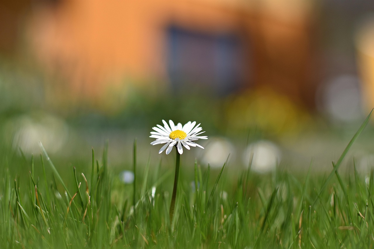 Gazon La Nature L'Été - Photo gratuite sur Pixabay - Pixabay