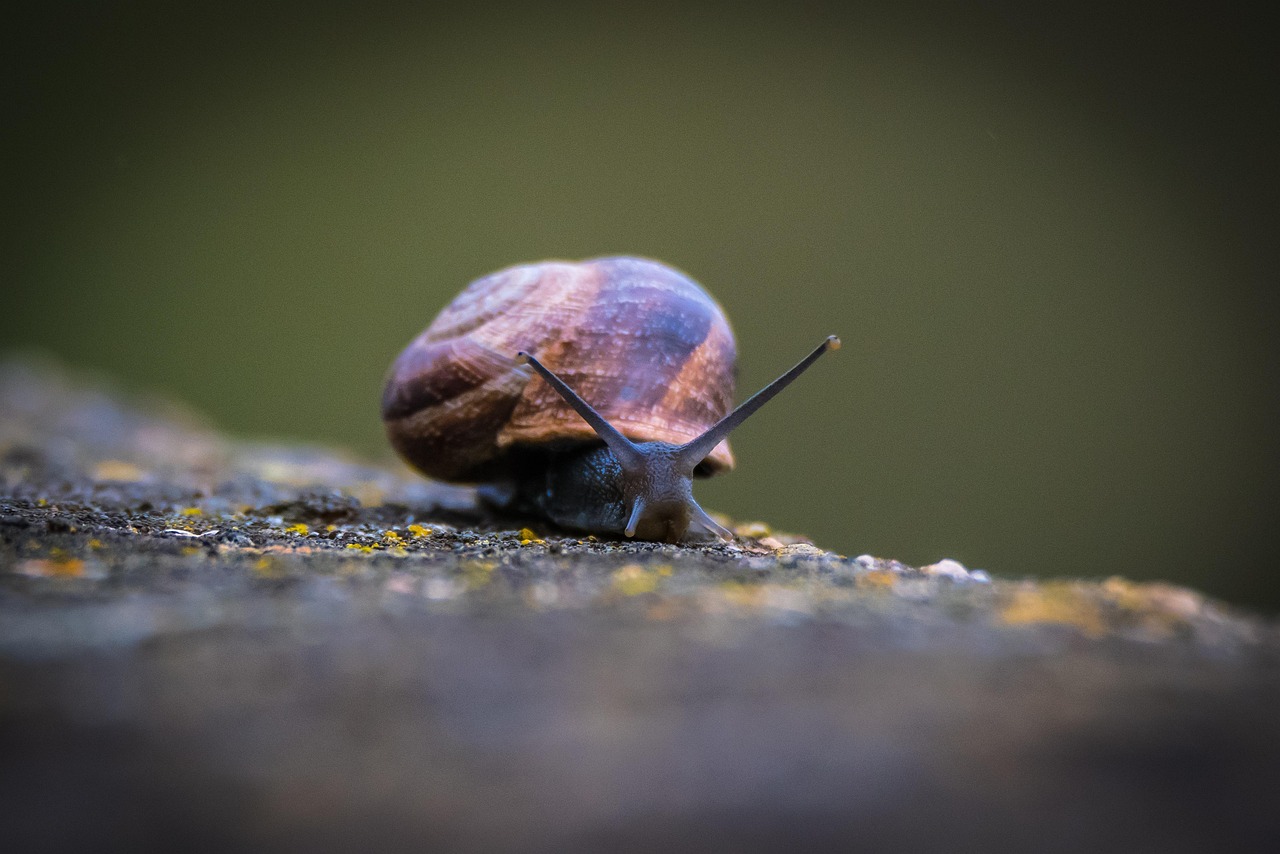300+ Free Slug & Snail Images - Pixabay