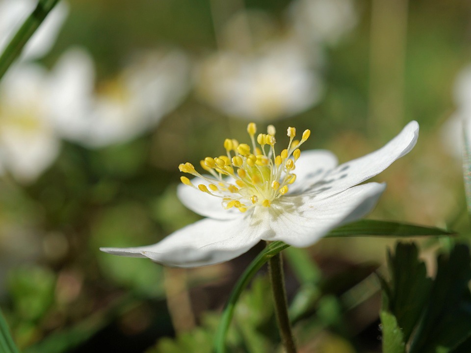 Wood Anemones Anemone Nemorosa - Free photo on Pixabay - Pixabay