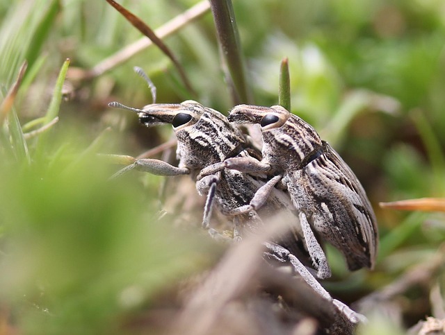 Insect Pairing Two - Free photo on Pixabay - Pixabay
