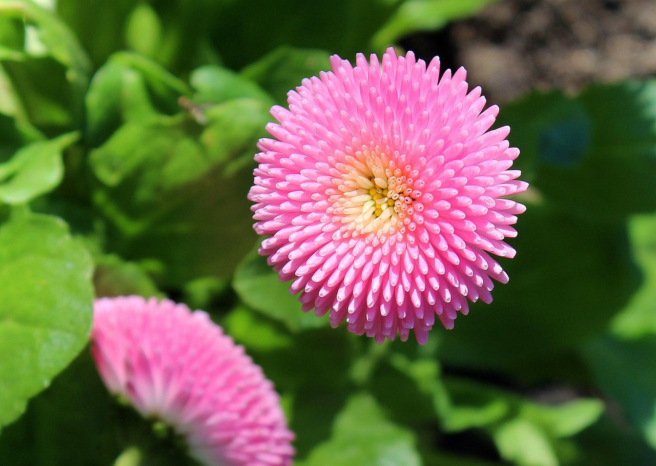 Daisy Spring Pink - Free photo on Pixabay - Pixabay