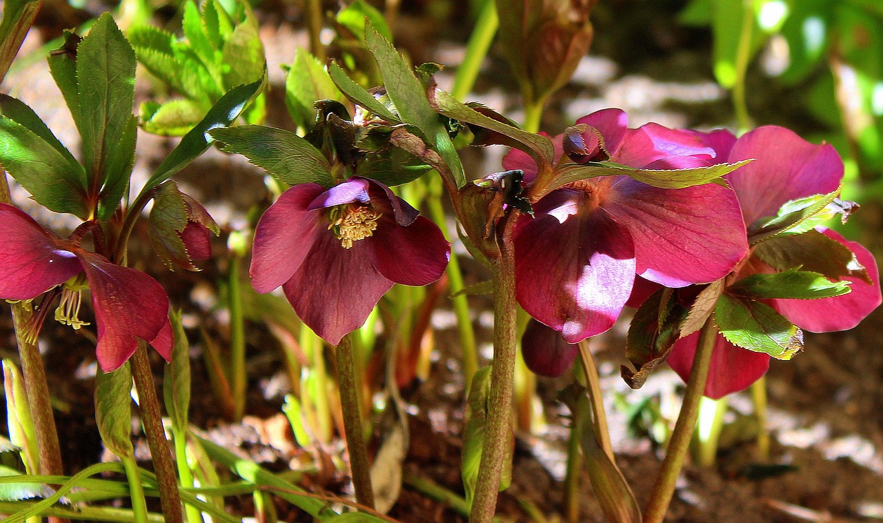 400+ Free Hellebore & Nature Images - Pixabay