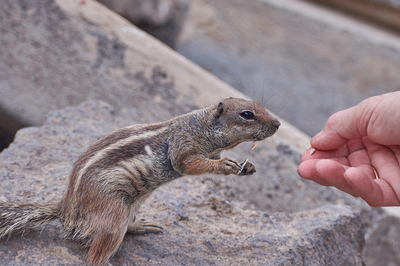 Gophers Feed Hand - Free photo on Pixabay