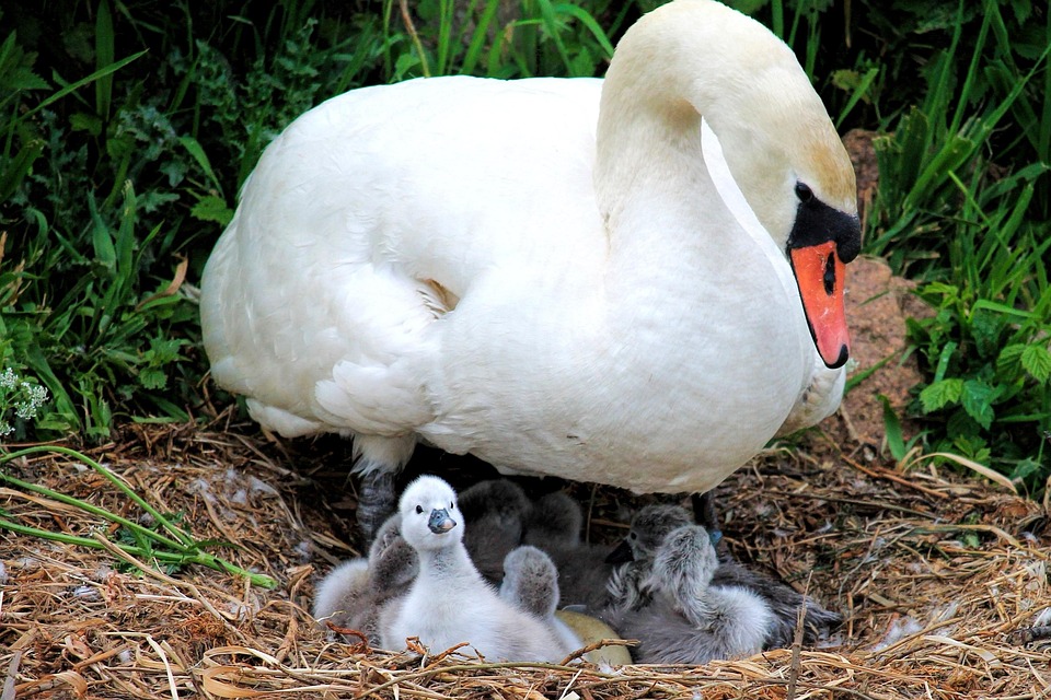 Swan Chick - Free photo on Pixabay - Pixabay